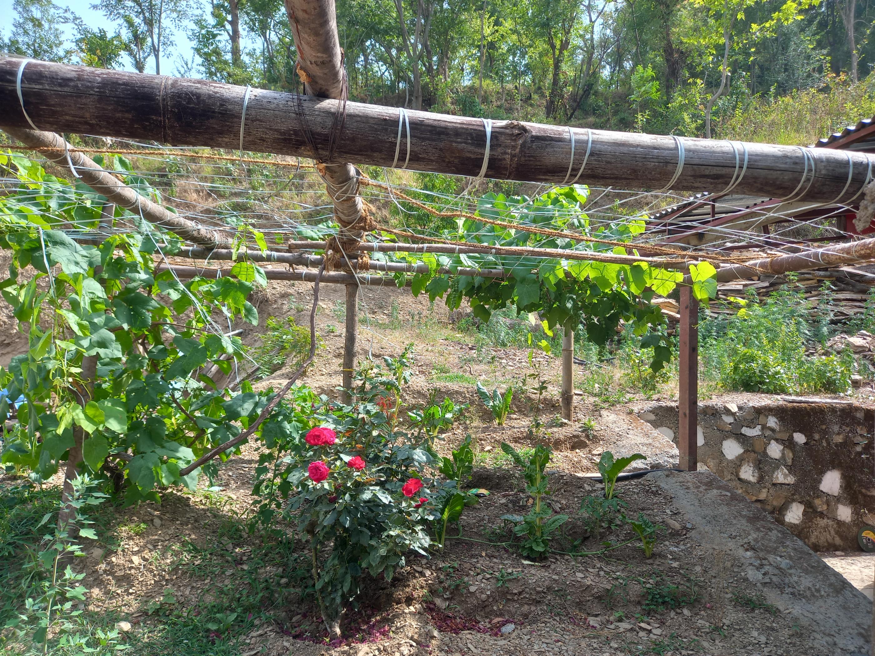 The Silver Oak Homestay | Rooms | WiFi | Parking Hotel Shimla - Reviews ...