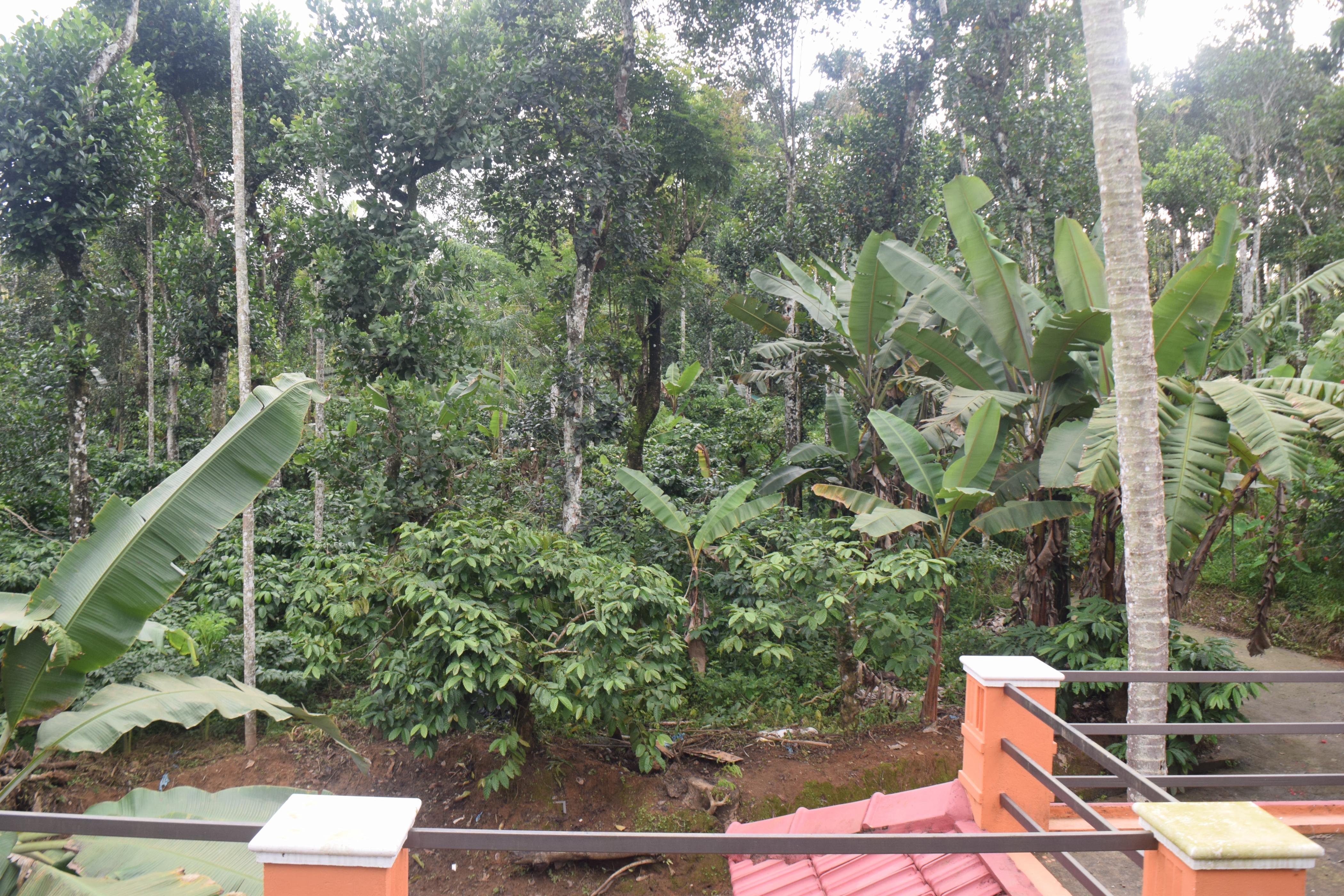 Golden Peak Estate Homestay Hotel Wayanad - Reviews, Photos & Offer